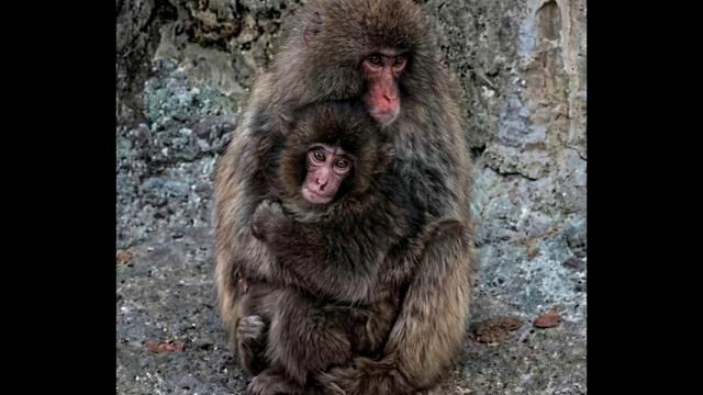 Наконец-то, отвергнутый всеми детеныш макаки обрел друга