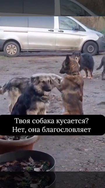 Хвостатый поп