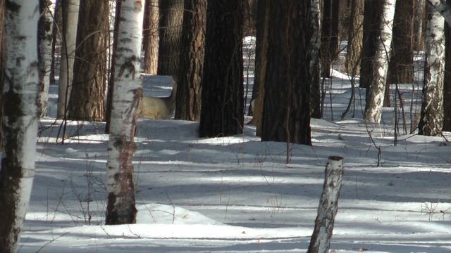 Дикая природа Урала. Косуля.