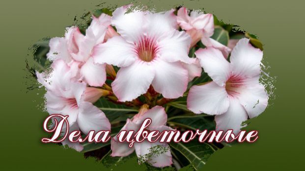 Пересадка адениума №9,перевалка аптении, пересадка плющелистной пелоргонии