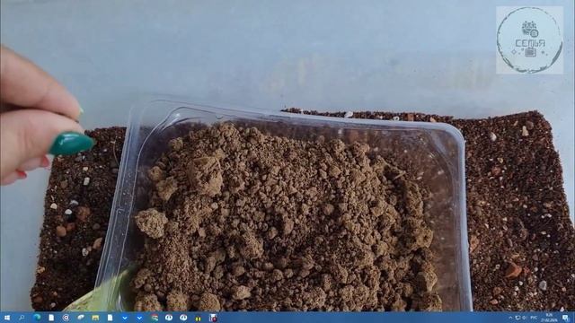 КАК ПОСАДИТЬ СЕМЕНА СУКУЛЕНТОВ