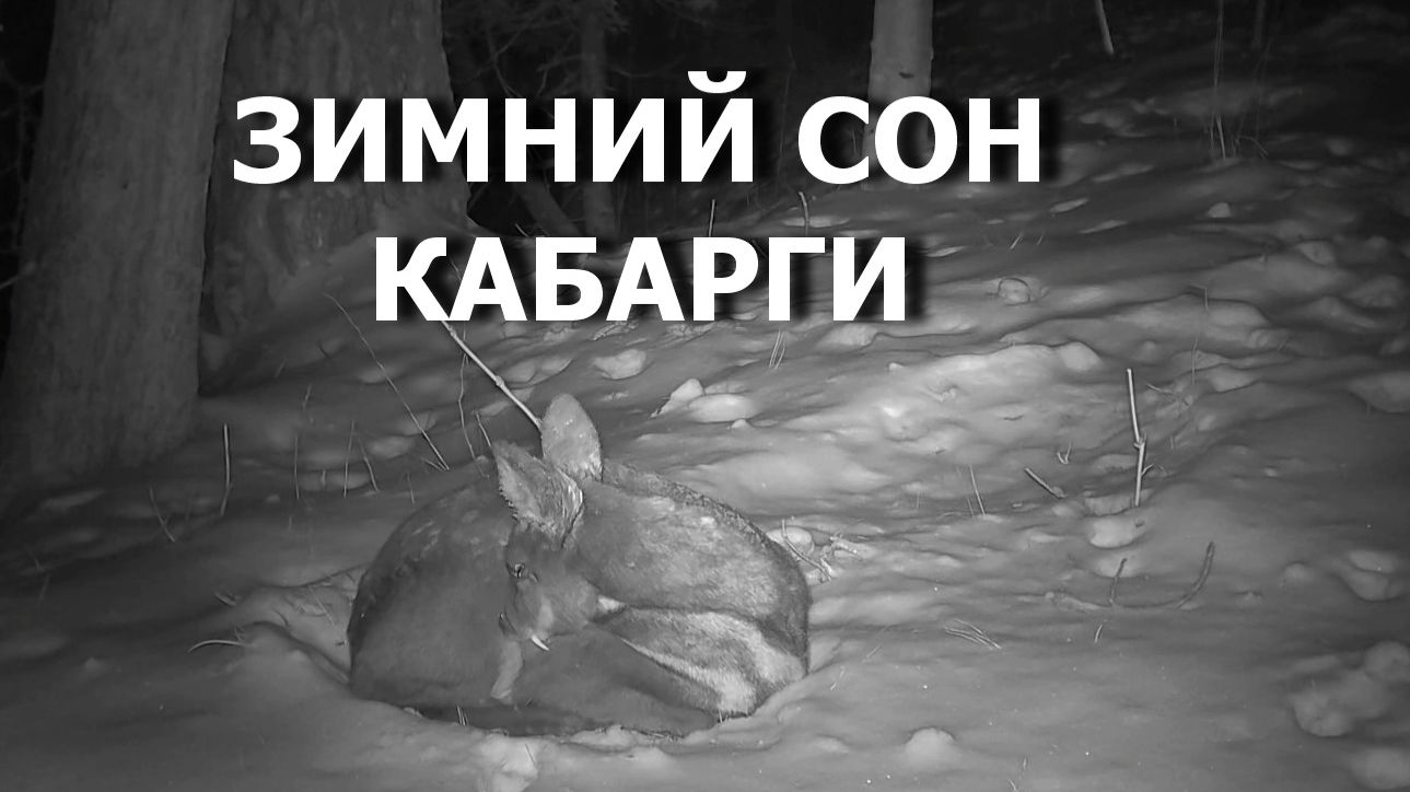 Как дремет кабарга зимой