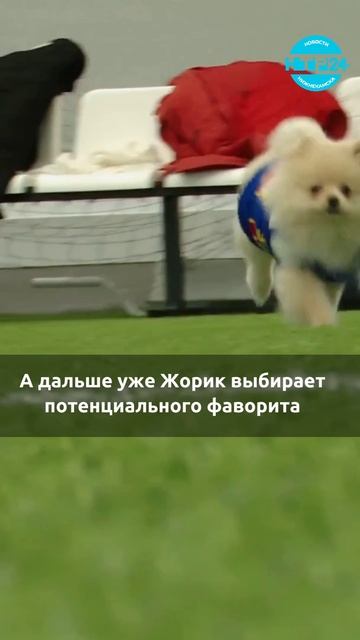 Жорик: пес-предсказатель итогов матчей