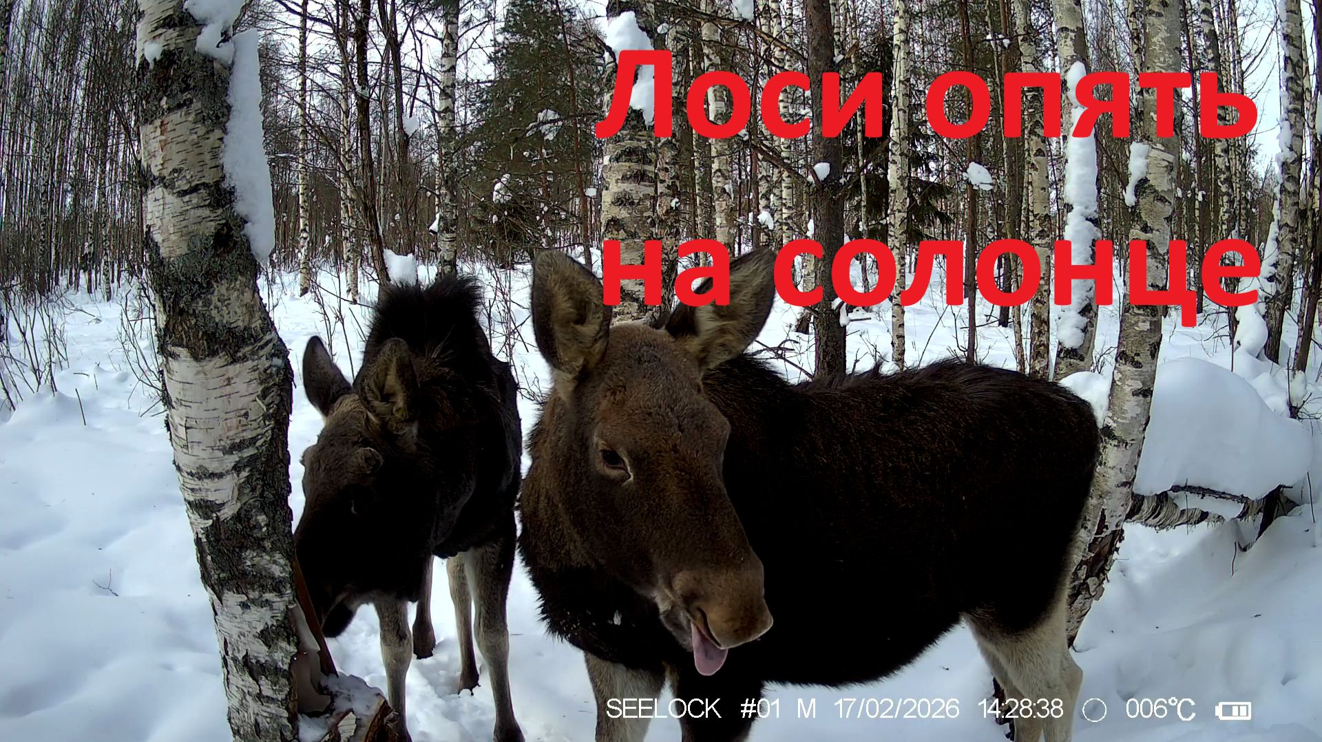 Фотоловушка 21 02 26 Лоси опять на солонце