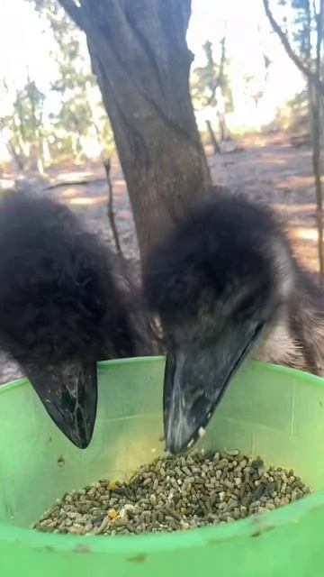 А вы когда-нибудь видели как едят эму