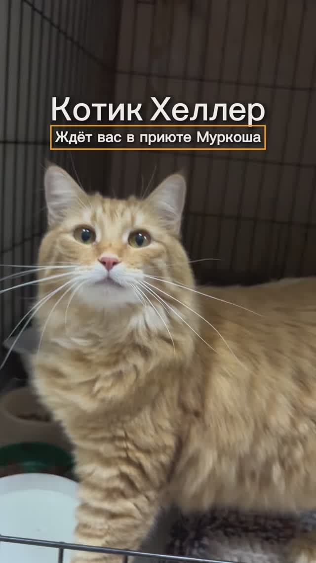 Хеллер ждёт вас в приюте #Муркоша
