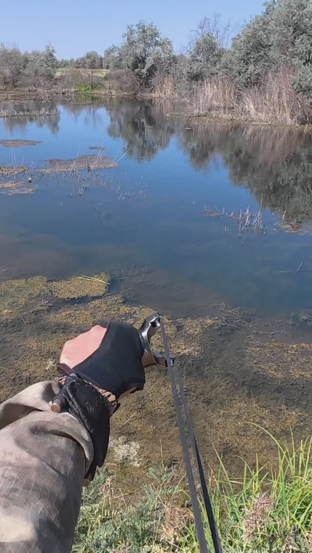 Рыбалка на Рогатку - Slingshot Fishing #охотасрогаткой #top #headshot  #fishing #1m