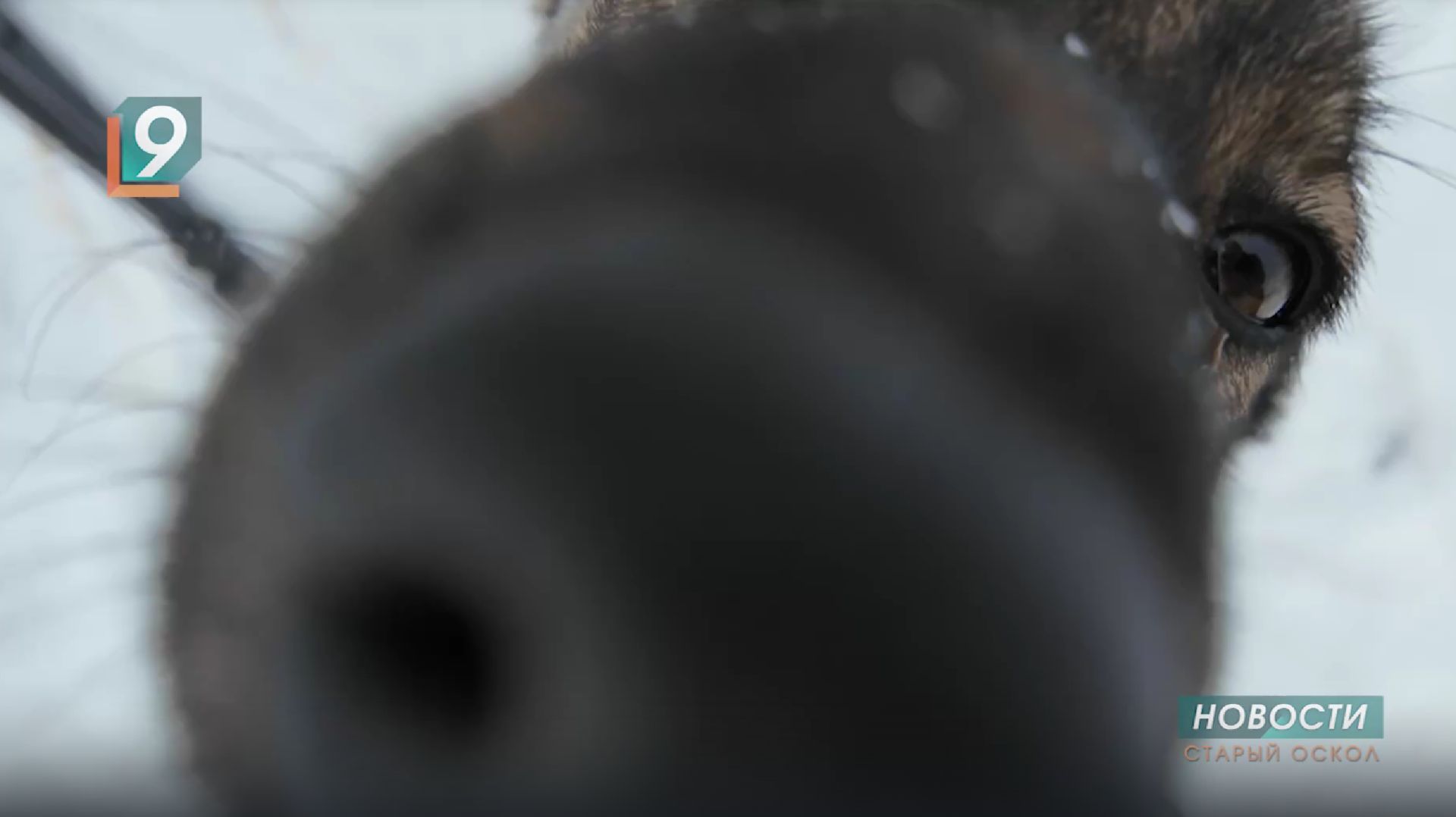 Новости Старого Оскола от 26 февраля