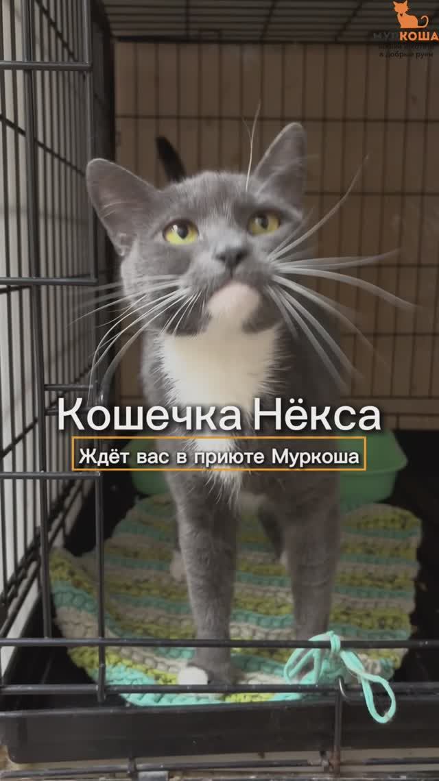 Нёкса ждёт вас в приюте #Муркоша