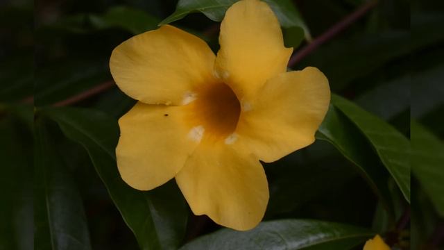 Чудеса природы