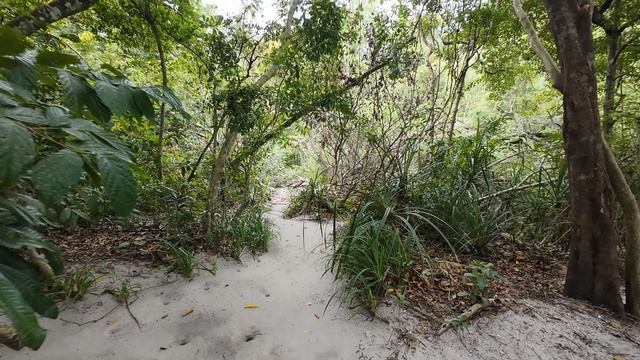 Пинанг, Pejabat Taman Negara, парк поворот с основной тропы. Малайзия. Декабрь 2025.