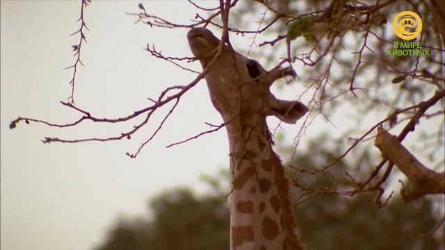 Разговоры с животными. Анонс. Канал В Мире Животных