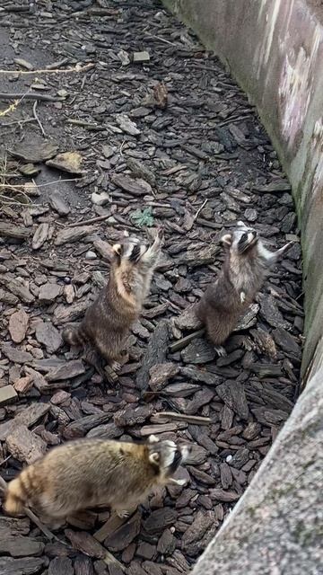 Обитатели Калининградского зоопарка🐻