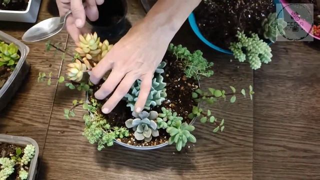 КОМПОЗИЦИЯ ИЗ СУКУЛЕНТОВ