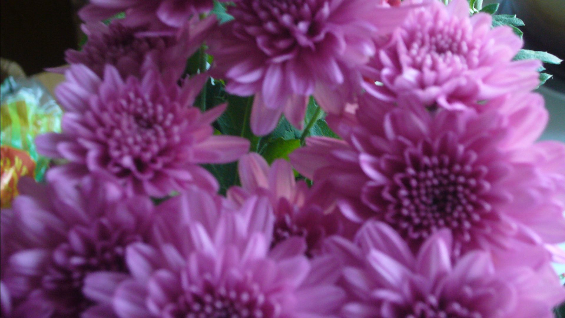 2265. Сегодня укореняю черенки мульт.хриз-ы (26.02.26г)