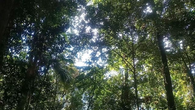 Малайзия, Таман Негара (Taman Negara) Джунгли - тропинка из Мутиара Ресорт. Декабрь 2025.