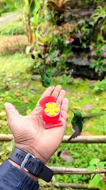 Ракетохвостые колибри эндемики Перу