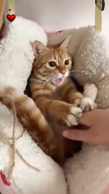 Котэ кулак нам показал!