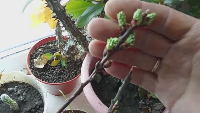 Черёмуха в марте на подоконнике