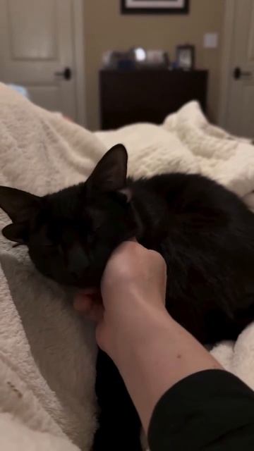 Котик с четырьмя ушами стал звездой соцсетей