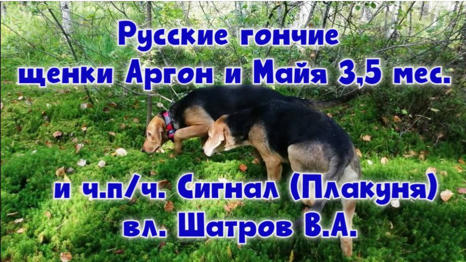 Русские гончие щенки Аргон и Майя 3,5 мес.  и ч.п/ч. Сигнал (Плакуня) вл. Шатров В.А.#топ #hunting