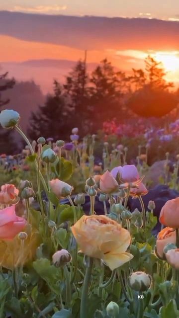 #видео #katyboro #рекомендации #врек #топ #красивоевидео