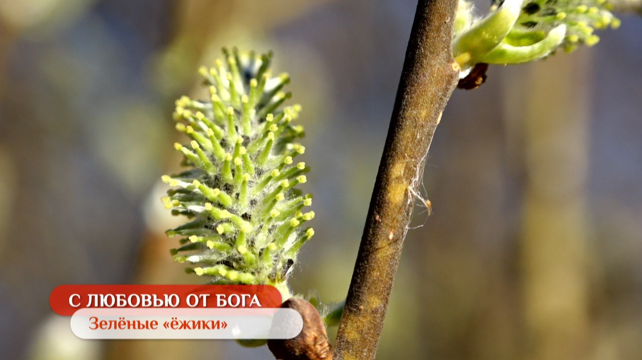 Зелёные «ёжики» | С любовью от Бога