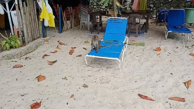 Пинанг, Tropical Public Beach, обезьяна в кресле. Малайзия. Декабрь 2025.
