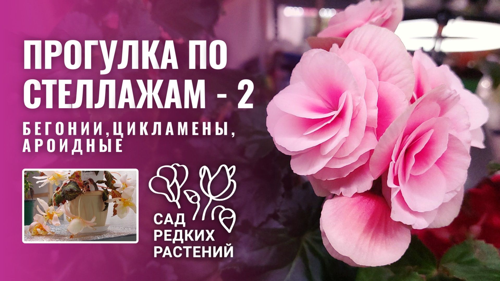 Обзор стеллажей 2. Бегонии элатиор Грейс, Кристин, Бориас, Санни Уайт