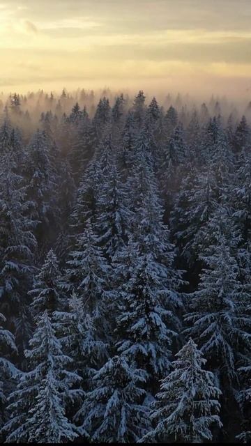 Магия зимнего леса. Полет над заснеженной тайгой.