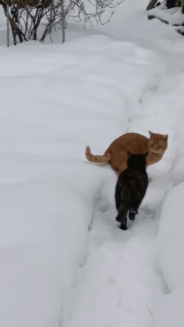 Наши кошачьи истории  (2)