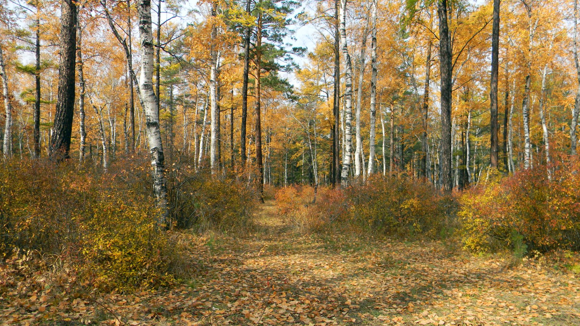 "  Берёзовая осень... "