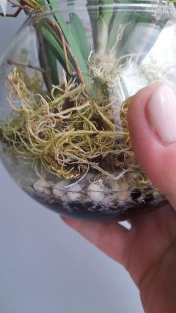 Ботаническая скульптура. Подснежники