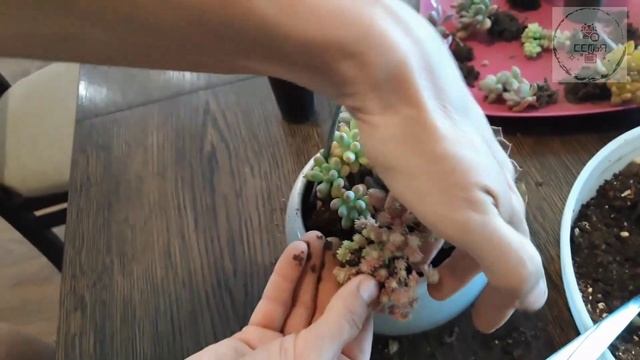 САДИК ИЗ СУКУЛЕНТОВ