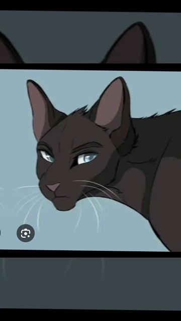 Коты воители пары