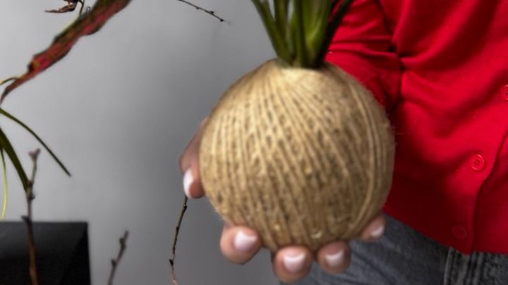 Практика. Создание кокедамы из декоративно - лиственных комнатных растений