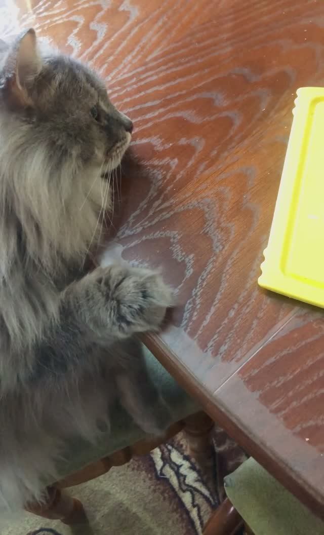 Ну дайте хоть хлебушка