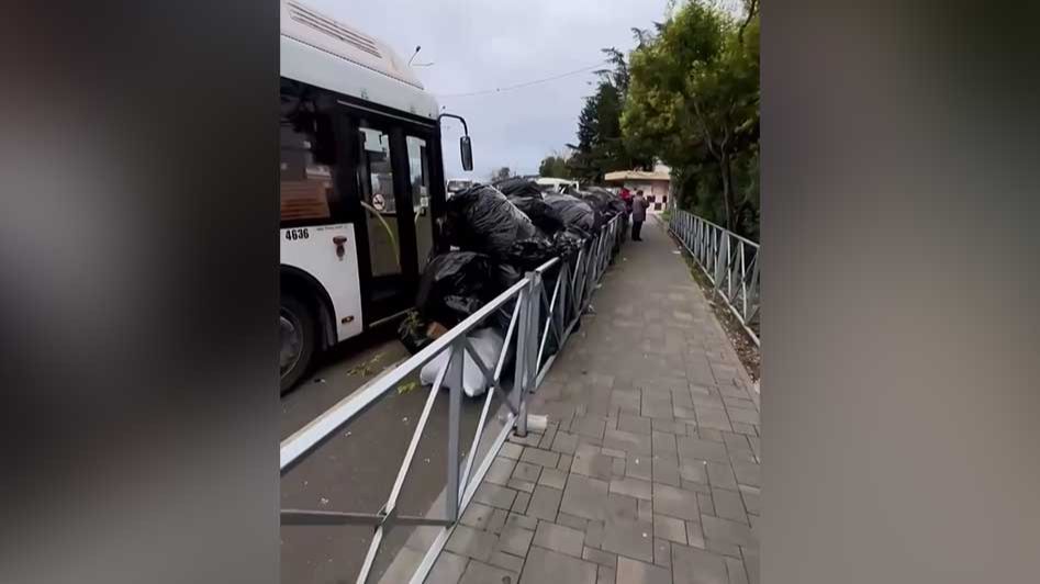 В Сочи у границы с Абхазией обнаружили свалку из свежей мимозы