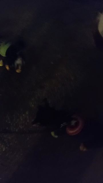 сапожки на ножке) #чихуашки