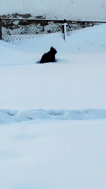 Побег из "курятника": версия БАНХАРА! 🎬🐕🦺