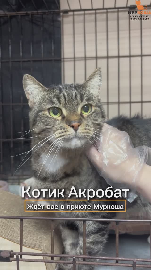 Акробат ждёт вас в приюте #Муркоша