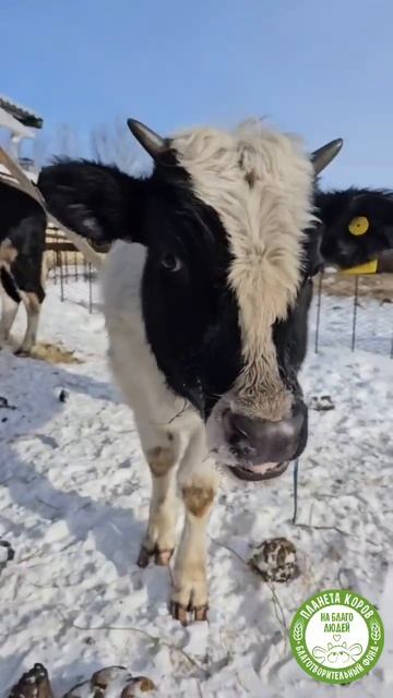 «Три жизни» - 20 серия   Сегодня в нашей новой серии мы заглянули в гости к Паллави
