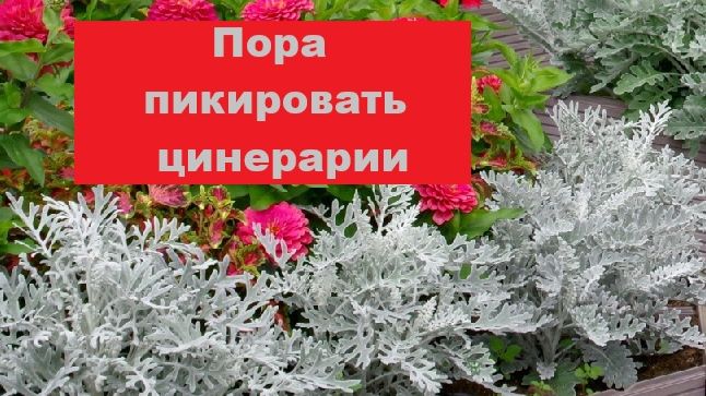 Цинерарии пикирую в отдельные стаканчики