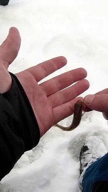 Малёк ерша. Рыбалка на озере зимой 2026! Ловля на мормышку!