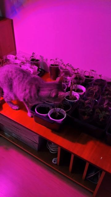 Барса распробовала рассаду земляного ореха. Надо рассаду спасать.