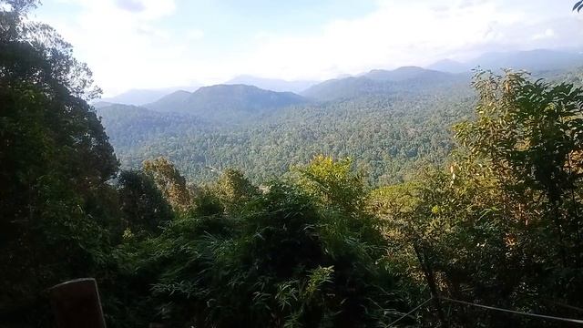 Малайзия, Таман Негара (Taman Negara) Букит Тересек (Bukit Teresek). Декабрь 2025.