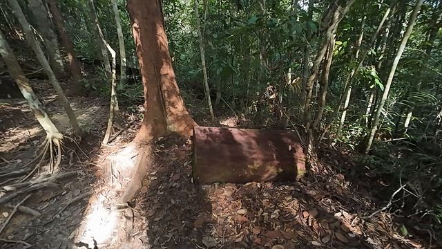 Малайзия, Таман Негара (Taman Negara) спуск по тропе из Букит Тересек(Bukit Teresek). Декабрь 2025.