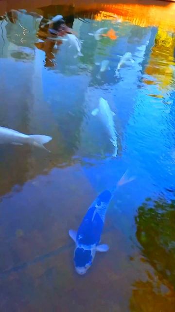 Краснодар парк Галицкого 2021