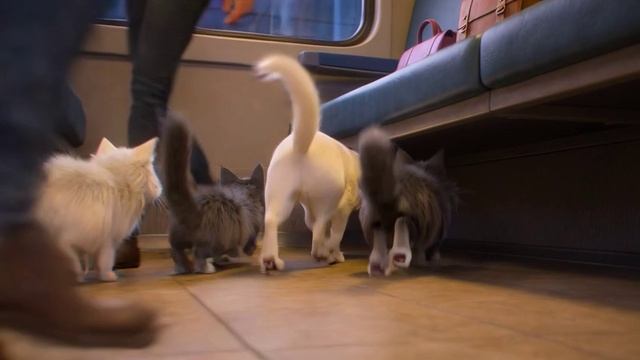 Хвостатые в электричке.Тут так много людей и странных запахов!