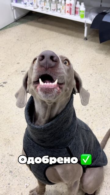 Готовимся к  28 февраля Лапки Party Челябинск, Мистер Гав #собака #челябинсксегодня #дегустирую